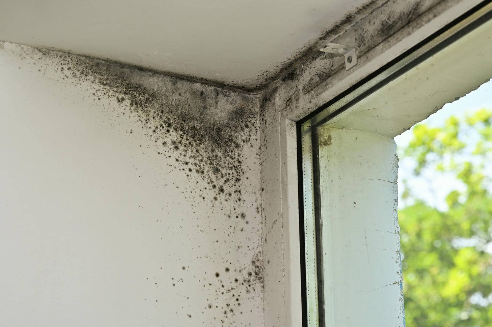 Effective Ways to Prevent Post-Water Damage Mold | Portland ...
